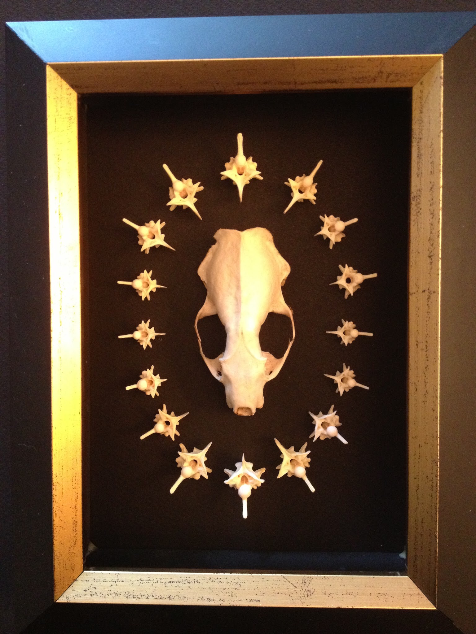 Bone Art | Lavana Shurtliff